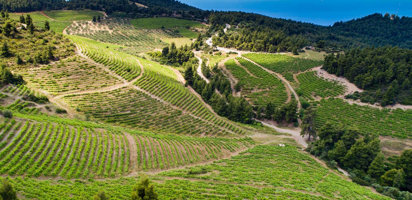 Porto Carras - Vineyards - Blue Dolphin Resort Hotel
